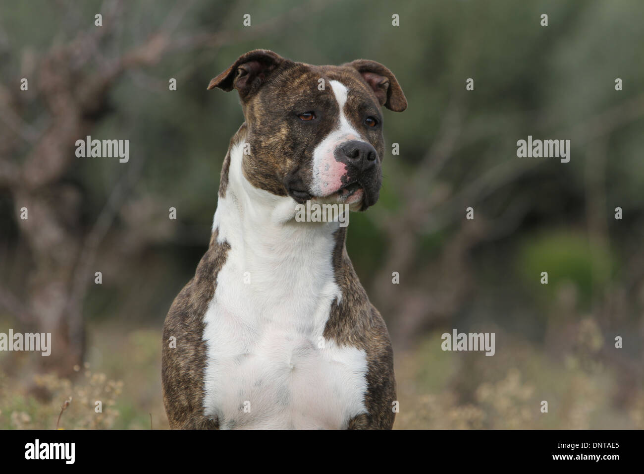 Dog American Staffordshire Terrier / Amstaff adult portrait Stock Photo ...