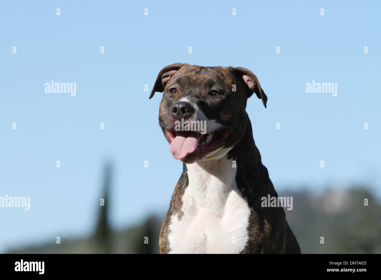 Dog American Staffordshire Terrier / Amstaff adult portrait Stock Photo ...