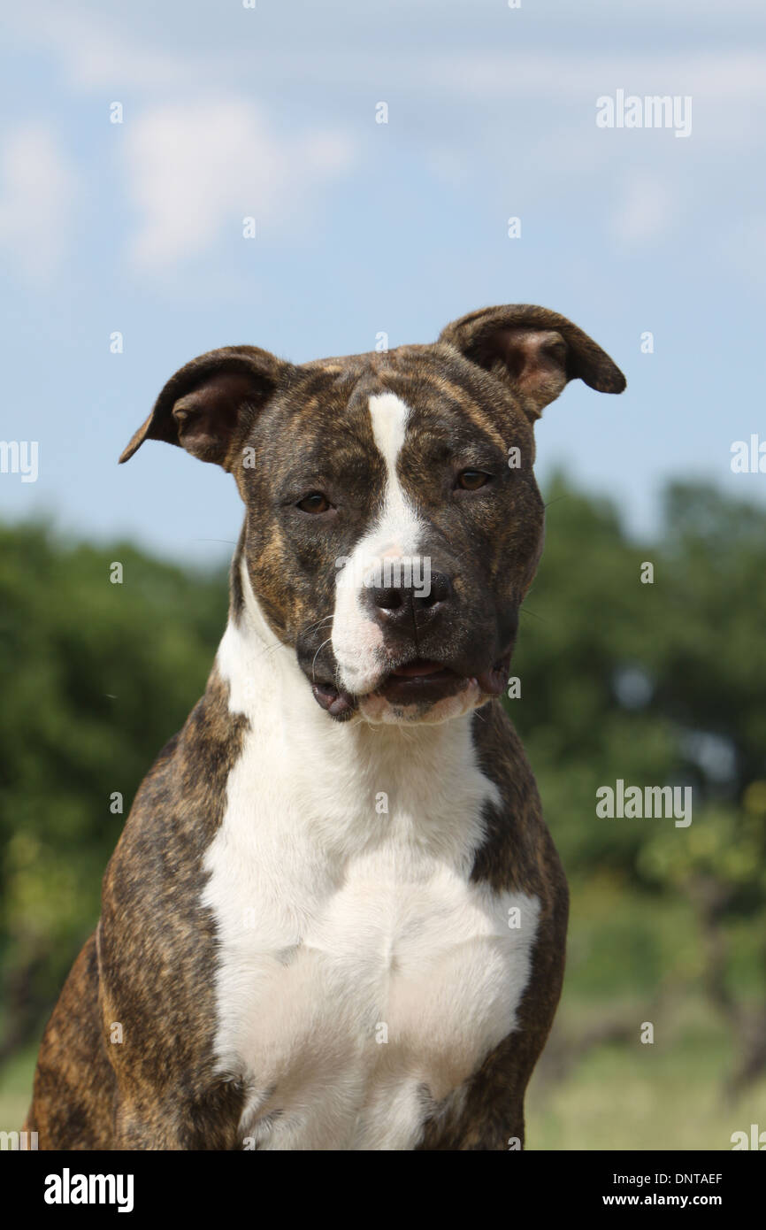 Dog American Staffordshire Terrier / Amstaff adult portrait Stock Photo ...