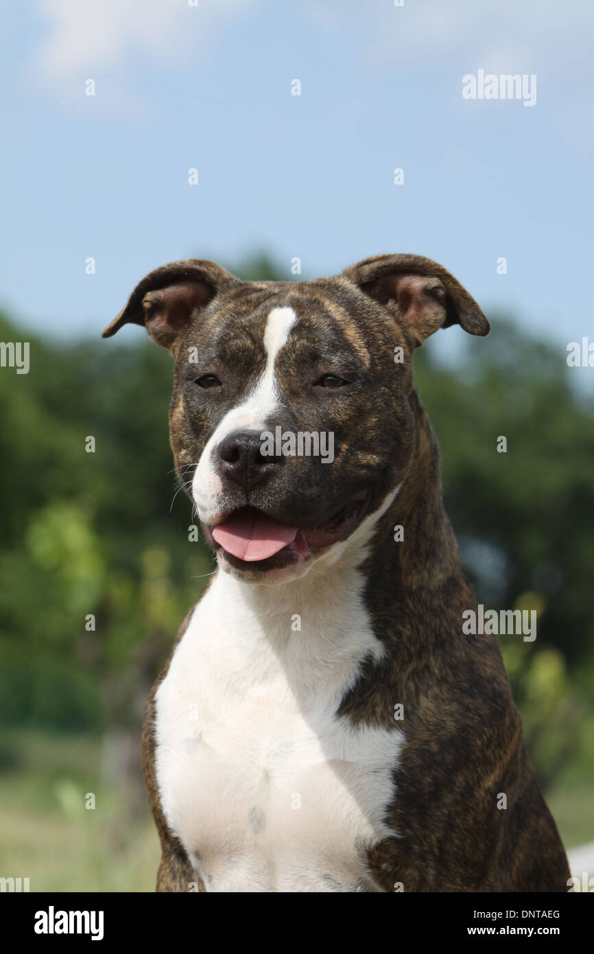 Dog American Staffordshire Terrier / Amstaff adult portrait Stock Photo ...