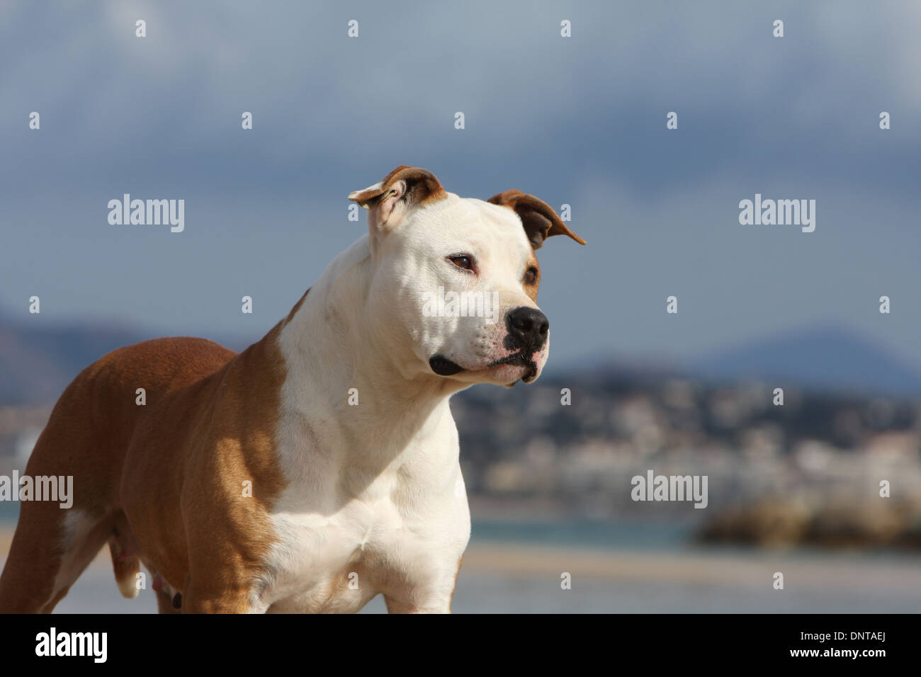 Dog American Staffordshire Terrier / Amstaff adult portrait Stock Photo ...