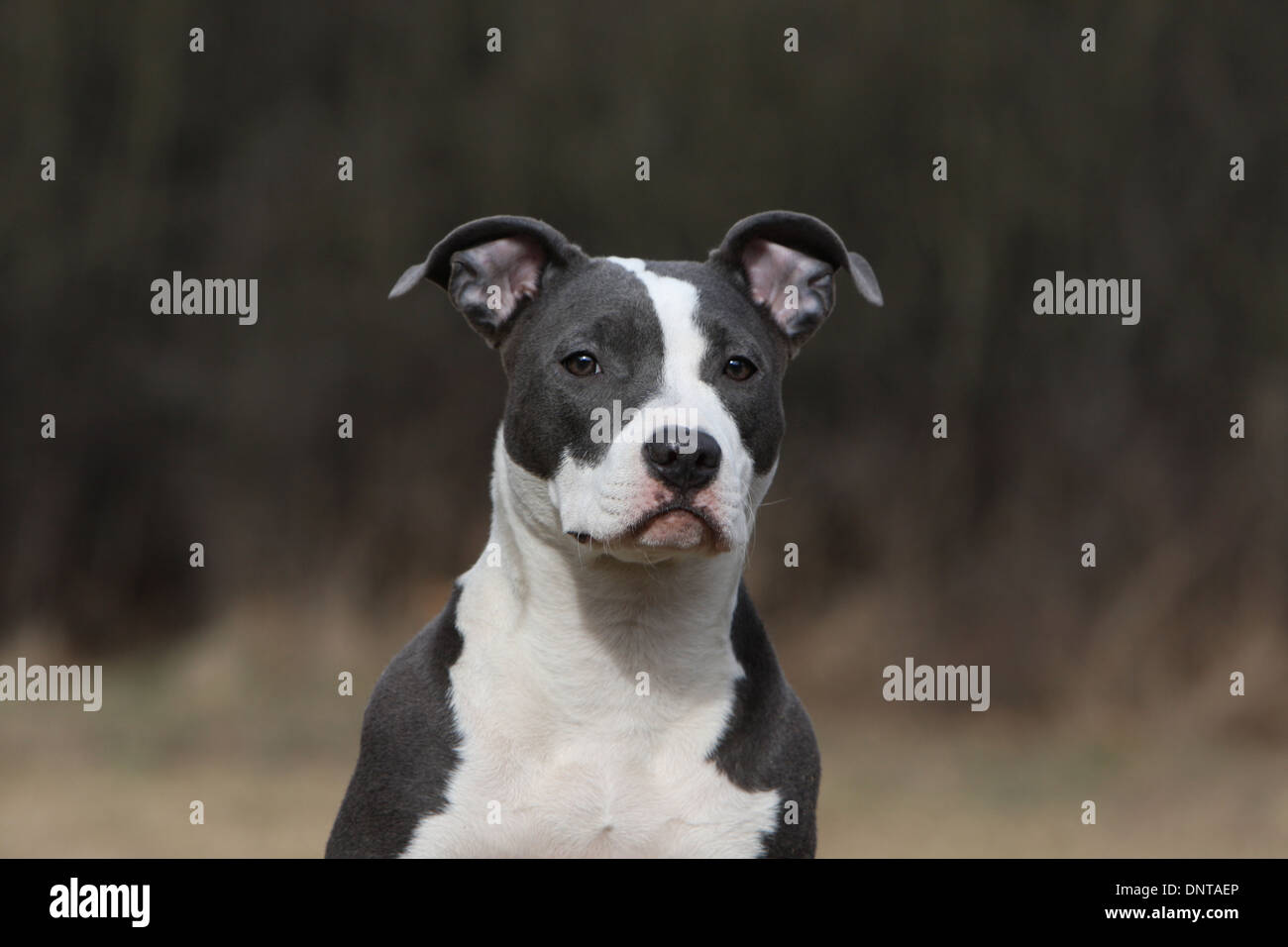 Dog American Staffordshire Terrier / Amstaff / young portrait Stock ...