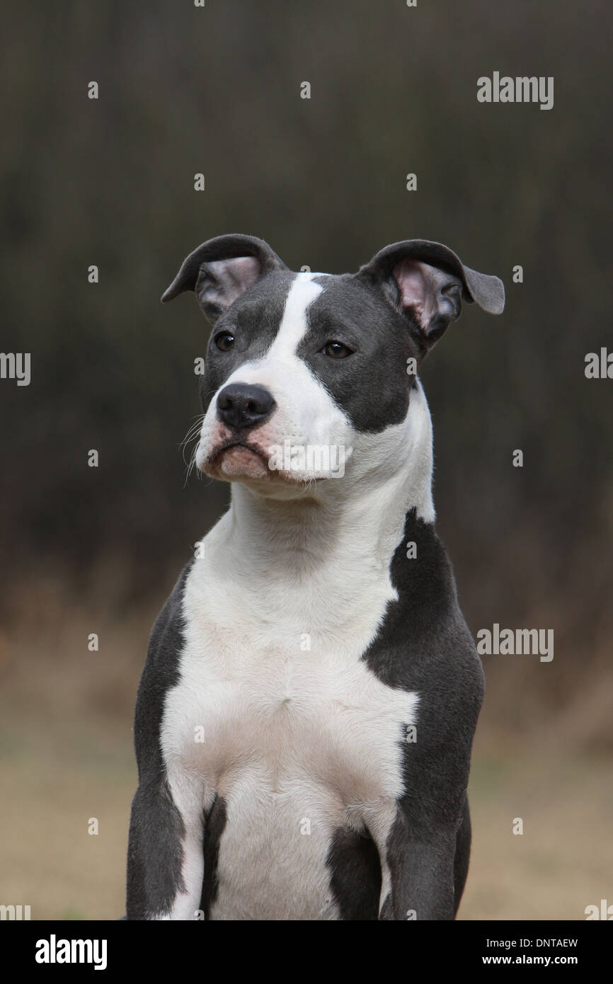 Dog American Staffordshire Terrier / Amstaff / young portrait Stock ...