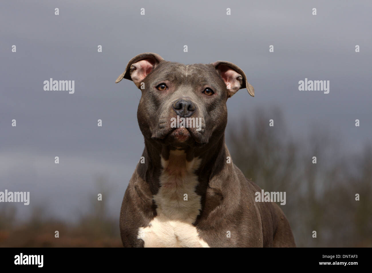Dog American Staffordshire Terrier / Amstaff / adult portrait Stock ...