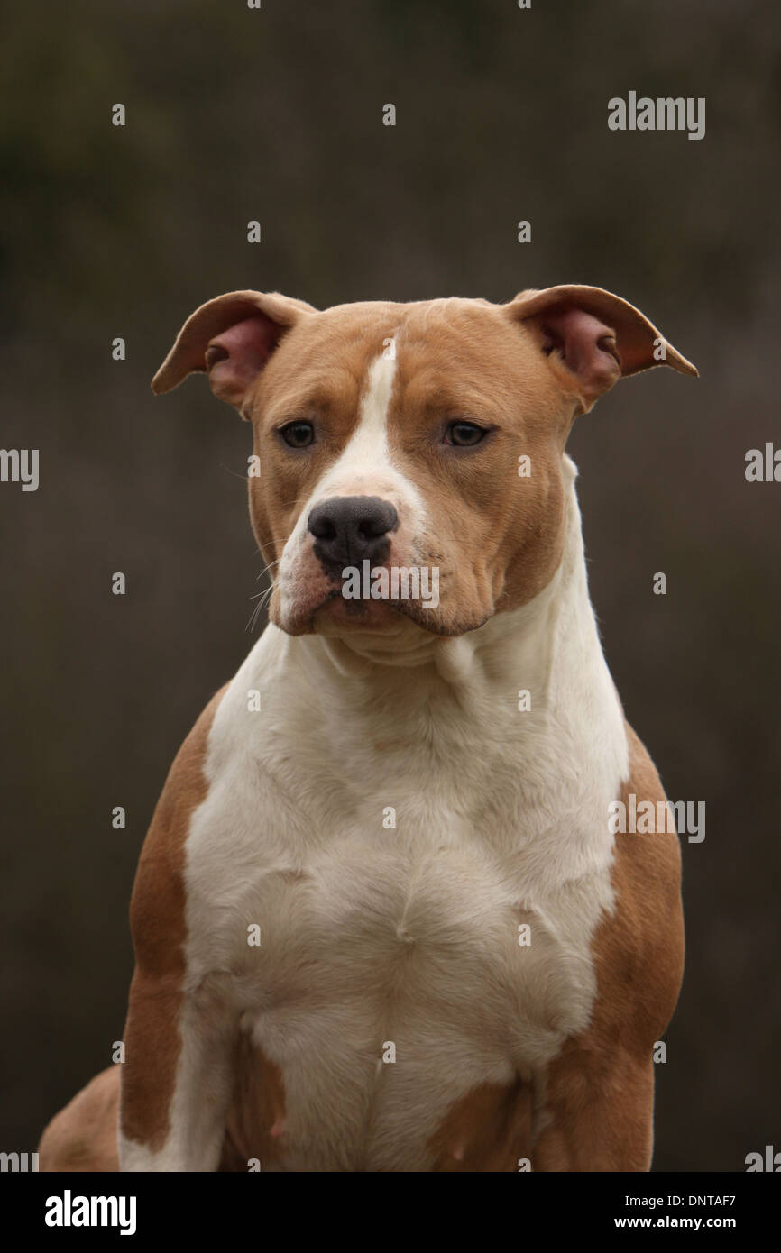 Dog American Staffordshire Terrier / Amstaff adult portrait Stock Photo ...