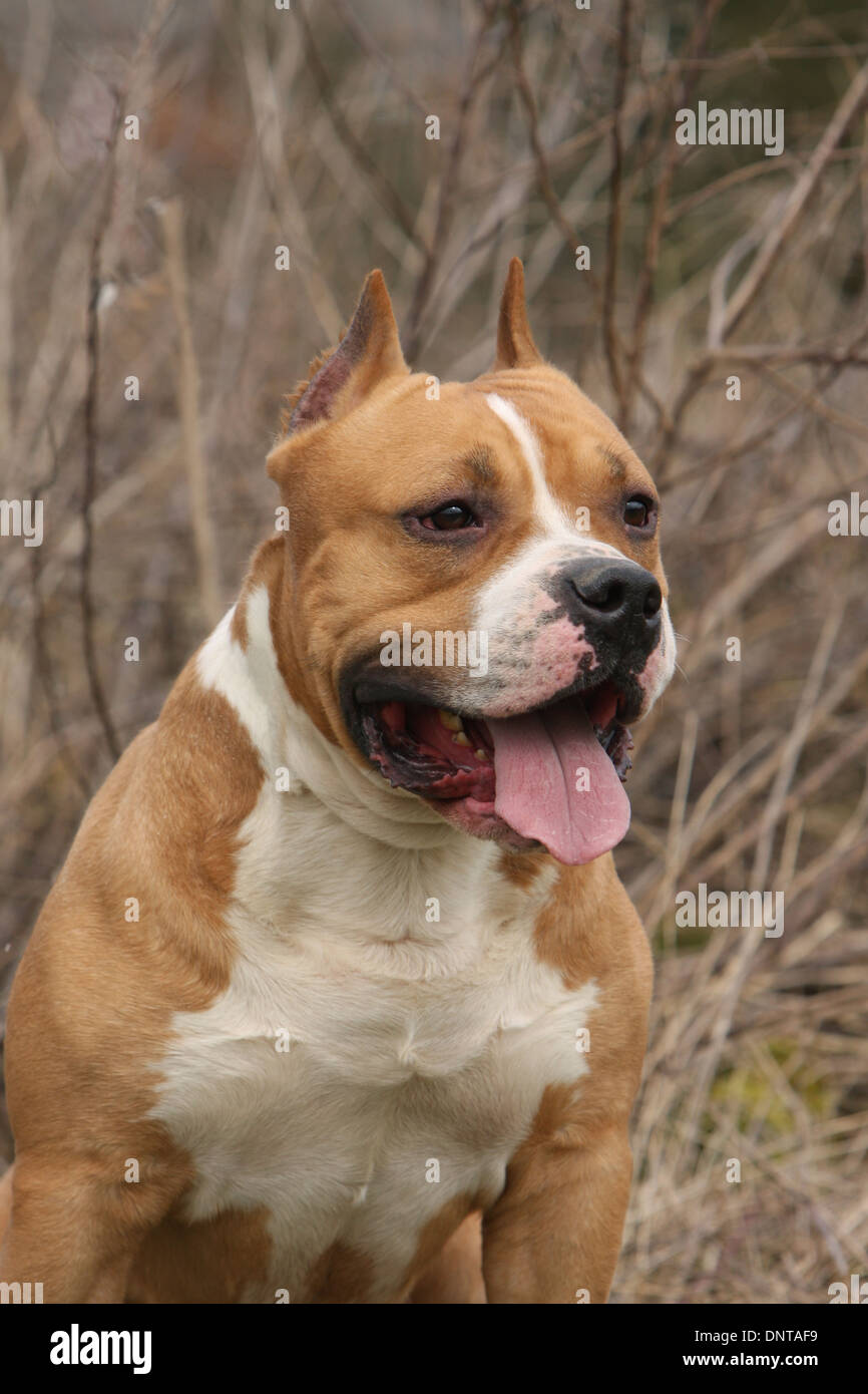 Dog American Staffordshire Terrier / Amstaff adult portrait Stock Photo ...