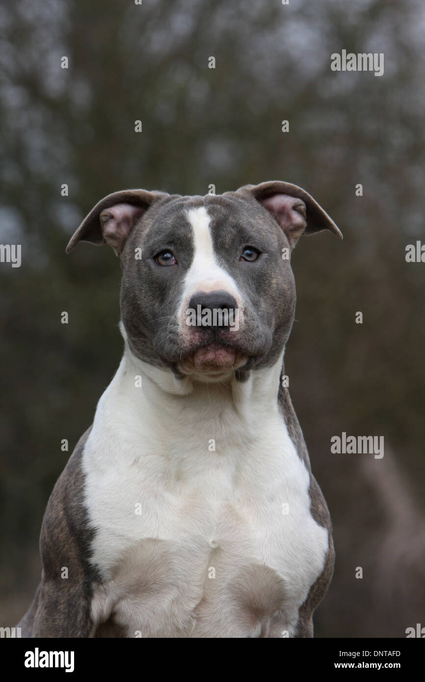 Dog American Staffordshire Terrier / Amstaff adult portrait Stock Photo ...