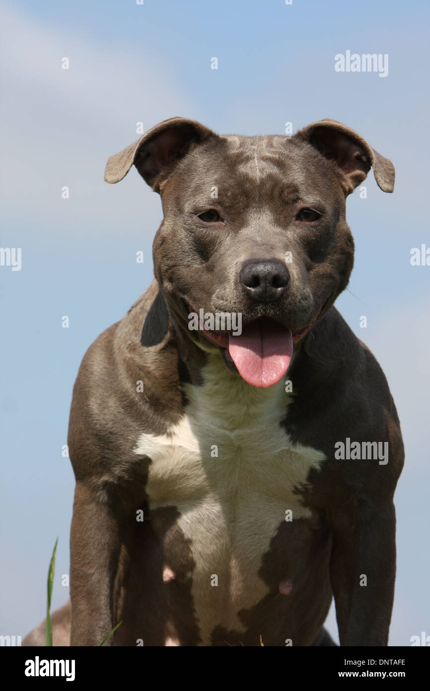 Dog American Staffordshire Terrier / Amstaff adult portrait Stock Photo ...