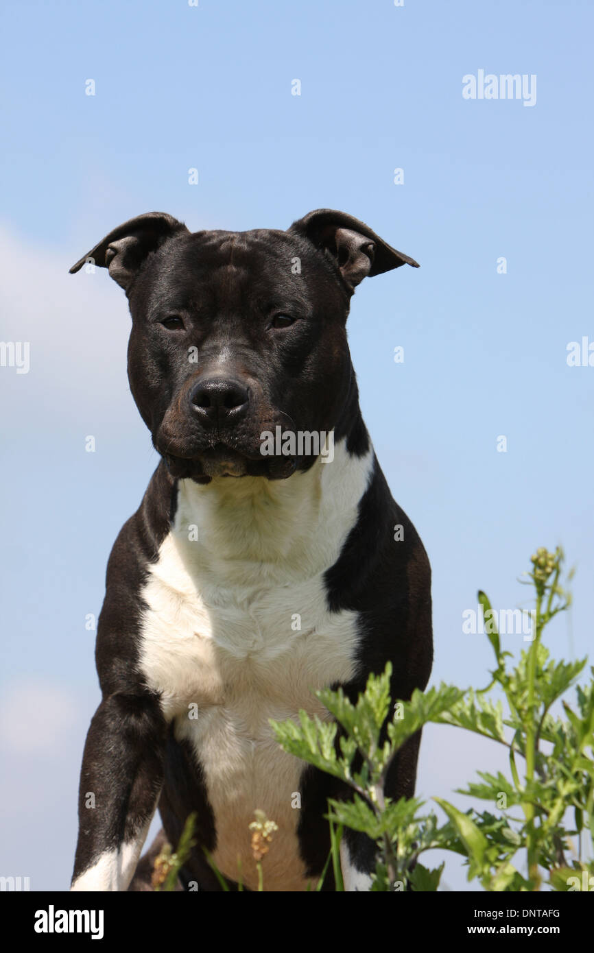 Dog American Staffordshire Terrier / Amstaff adult portrait Stock Photo ...