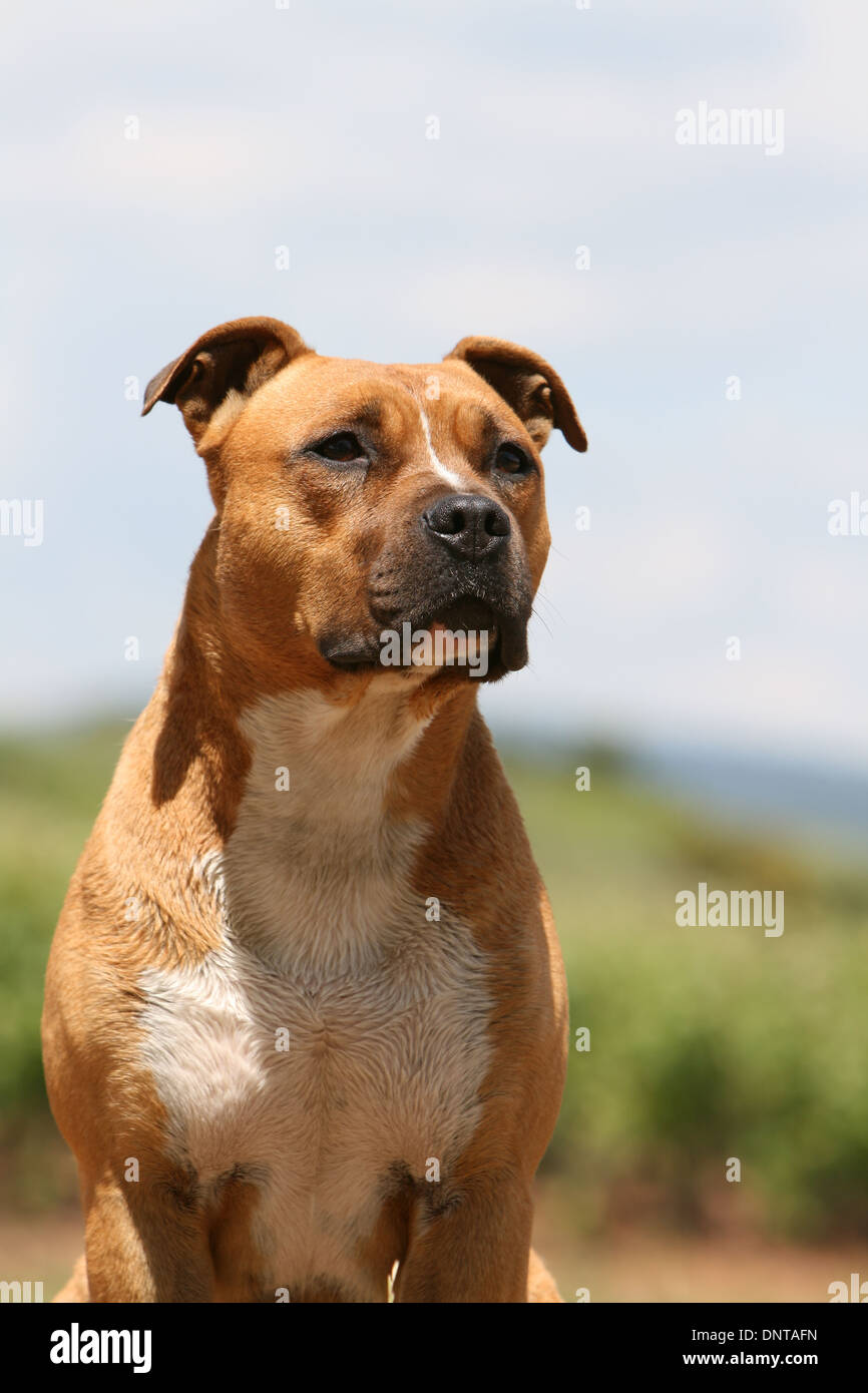 Dog American Staffordshire Terrier / Amstaff adult portrait Stock Photo ...