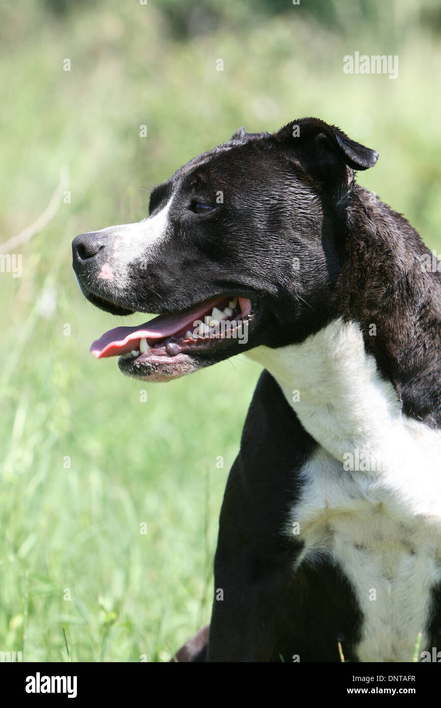 Dog American Staffordshire Terrier / Amstaff adult portrait Stock Photo ...