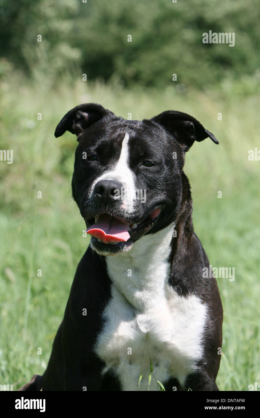 Dog American Staffordshire Terrier / Amstaff adult portrait Stock Photo ...