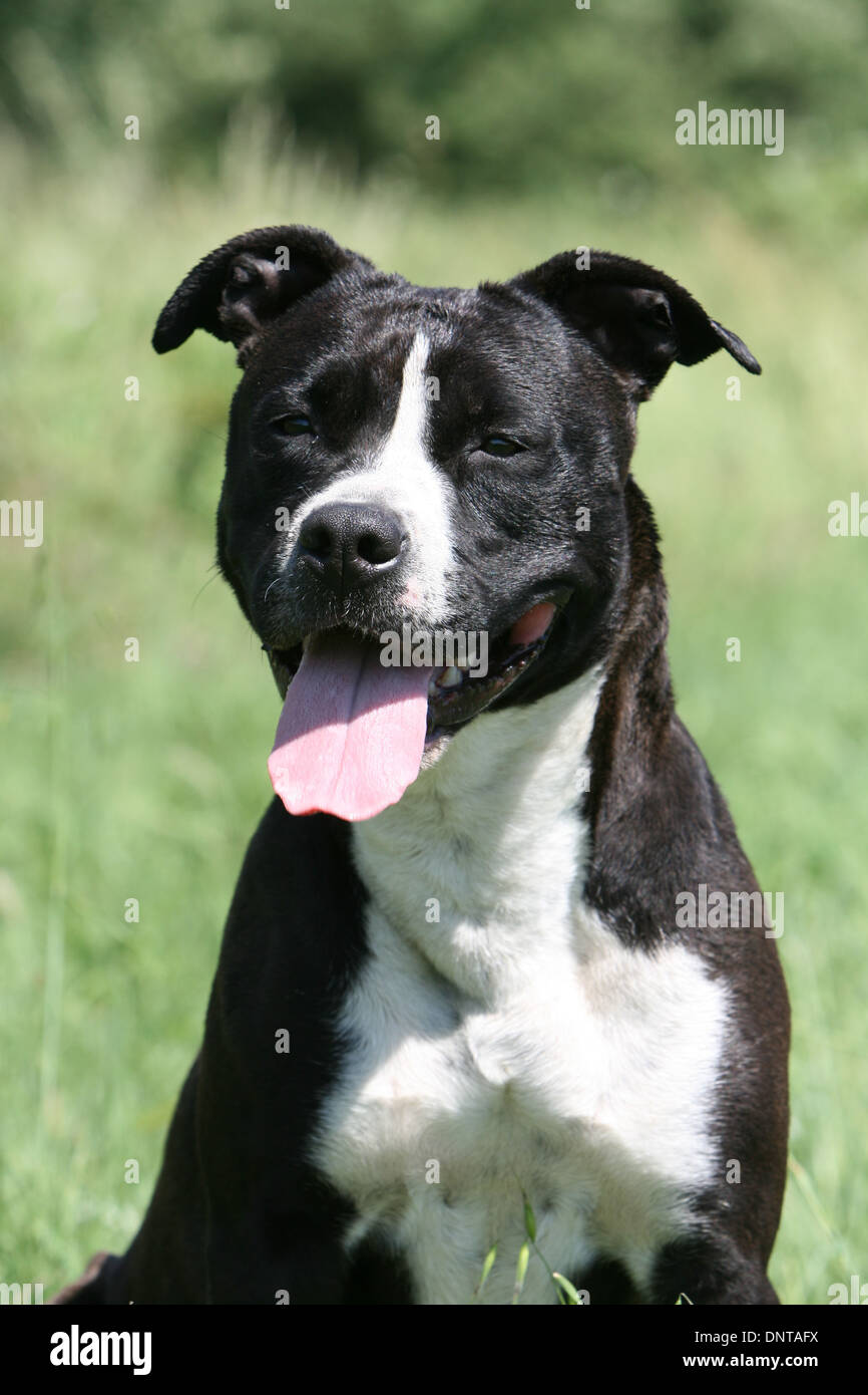 American staffordshire terrier hi-res stock photography and images - Alamy