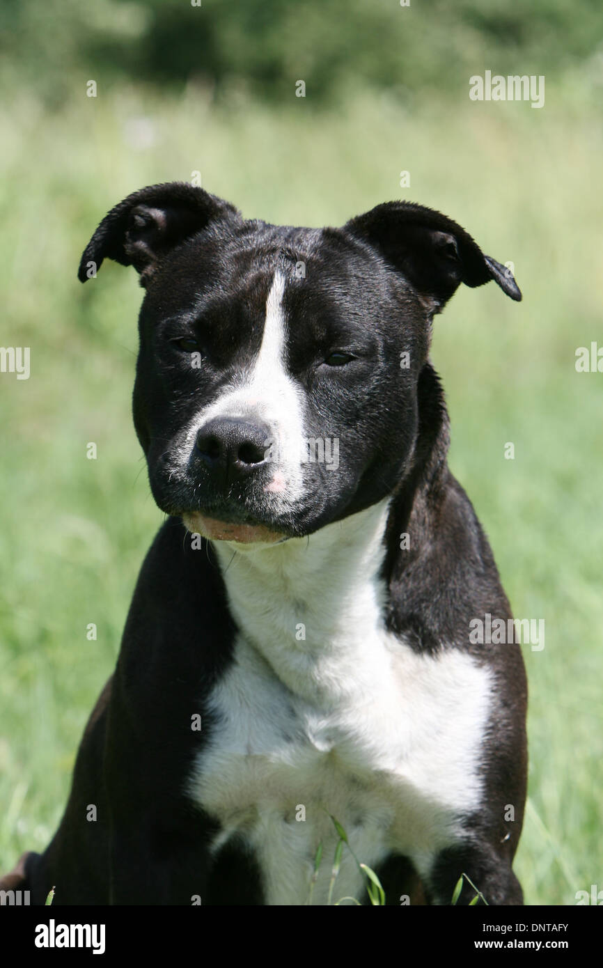 Dog American Staffordshire Terrier / Amstaff adult portrait Stock Photo ...