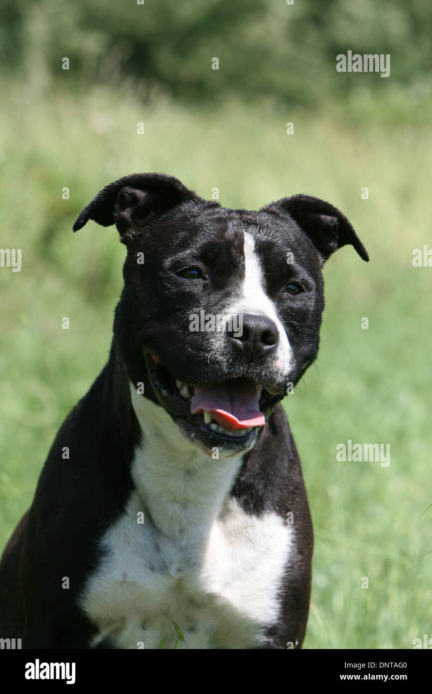 Dog American Staffordshire Terrier / Amstaff adult portrait Stock Photo ...