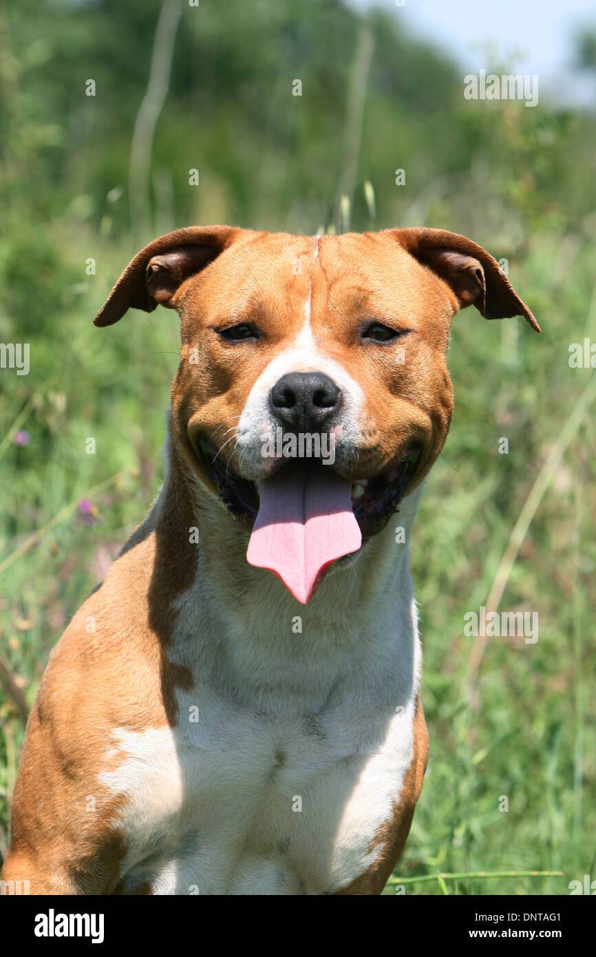 Dog American Staffordshire Terrier / Amstaff adult portrait Stock Photo ...
