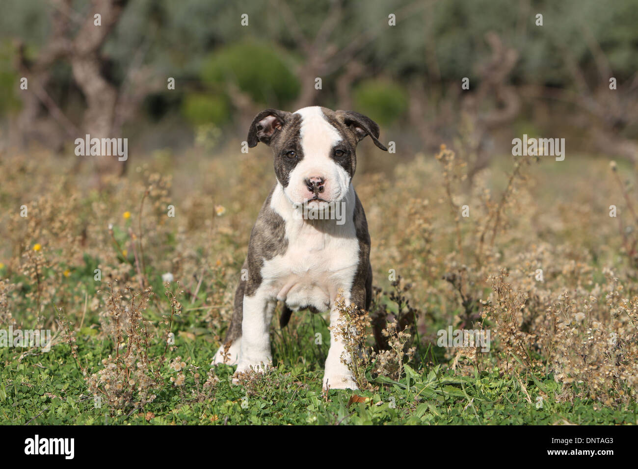 Staffordshire terrier amstaff dog hi-res stock photography and images ...
