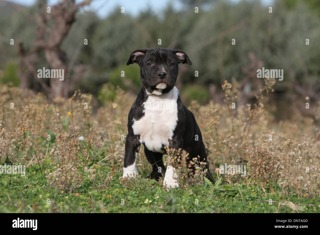 Dog American Staffordshire Terrier / Amstaff / puppy standing in ...