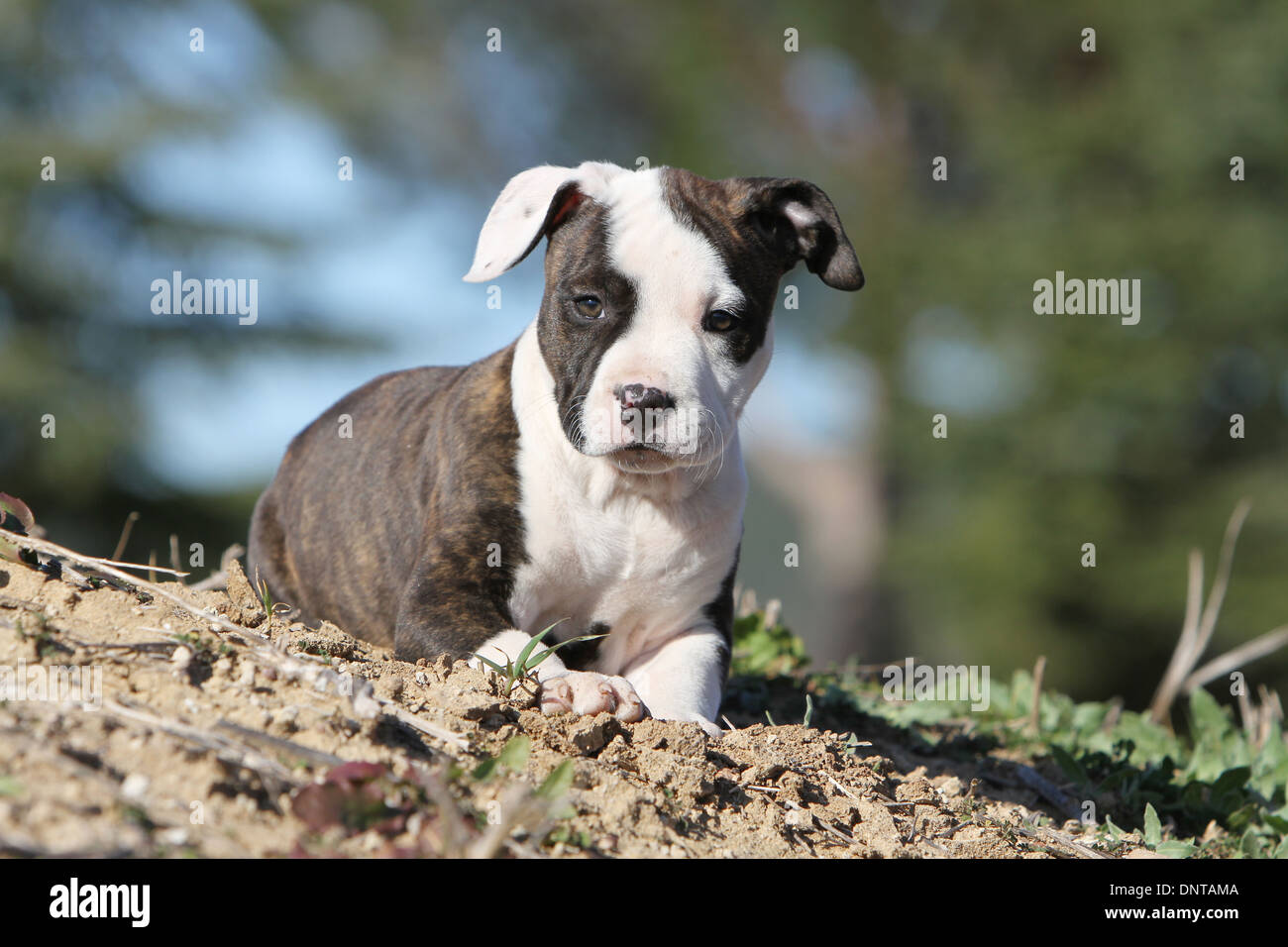Dog American Staffordshire Terrier / Amstaff / puppy lying on the ...