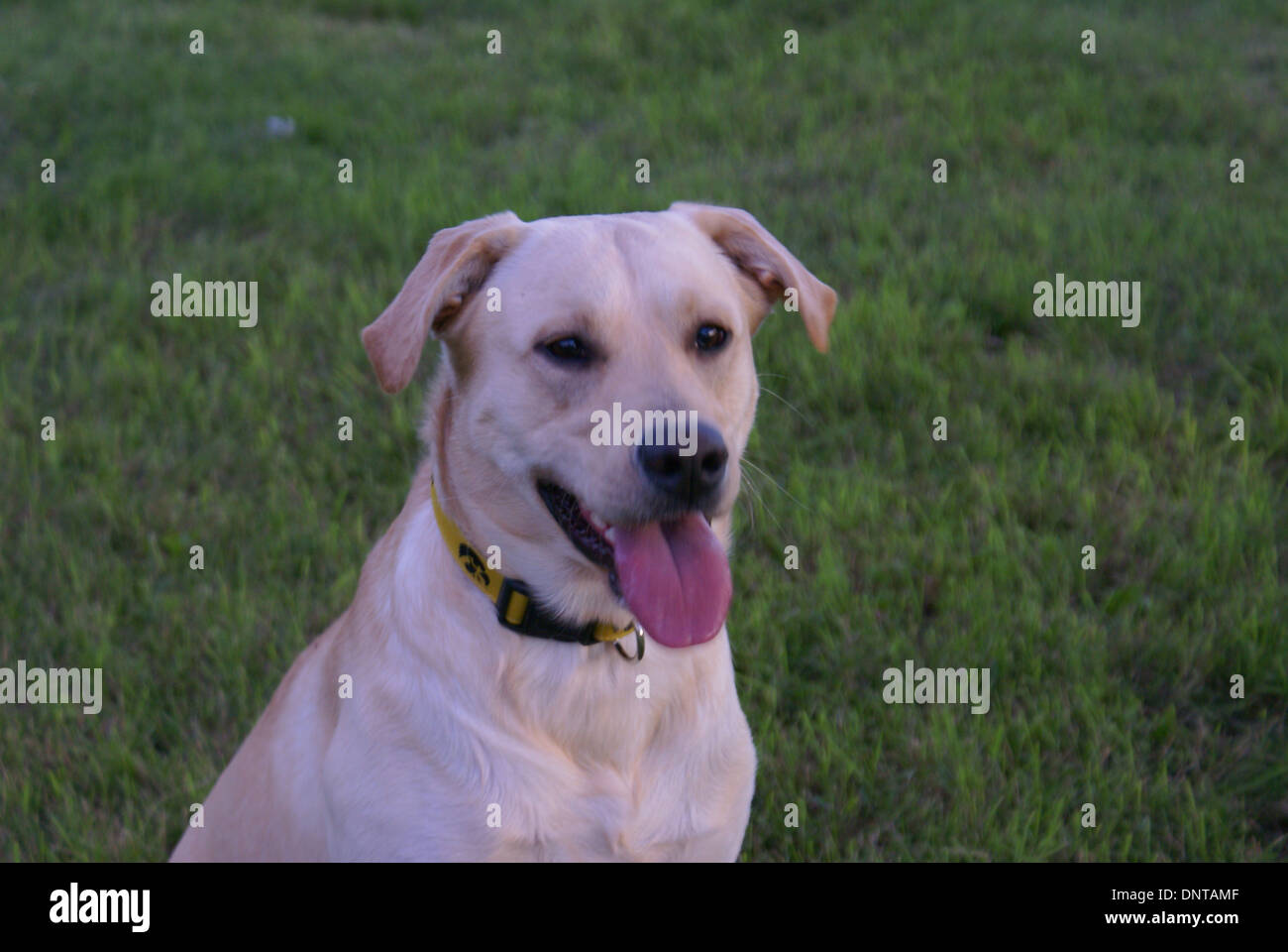 Purebred Yellow Labrador Retriever wearing an Iowa Hawkeye collar with ...
