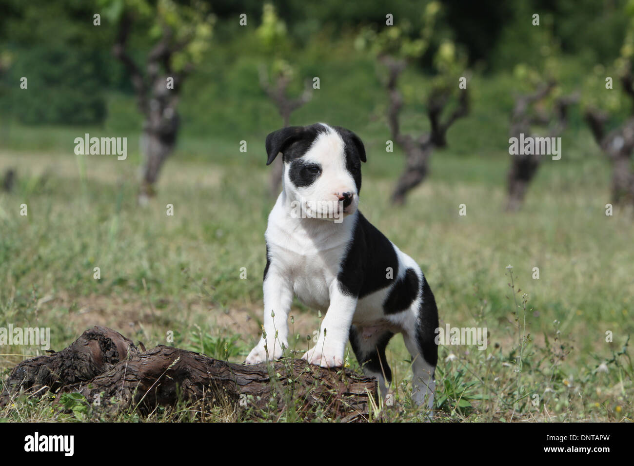 Dog American Staffordshire Terrier / Amstaff / puppy standing on a wood ...