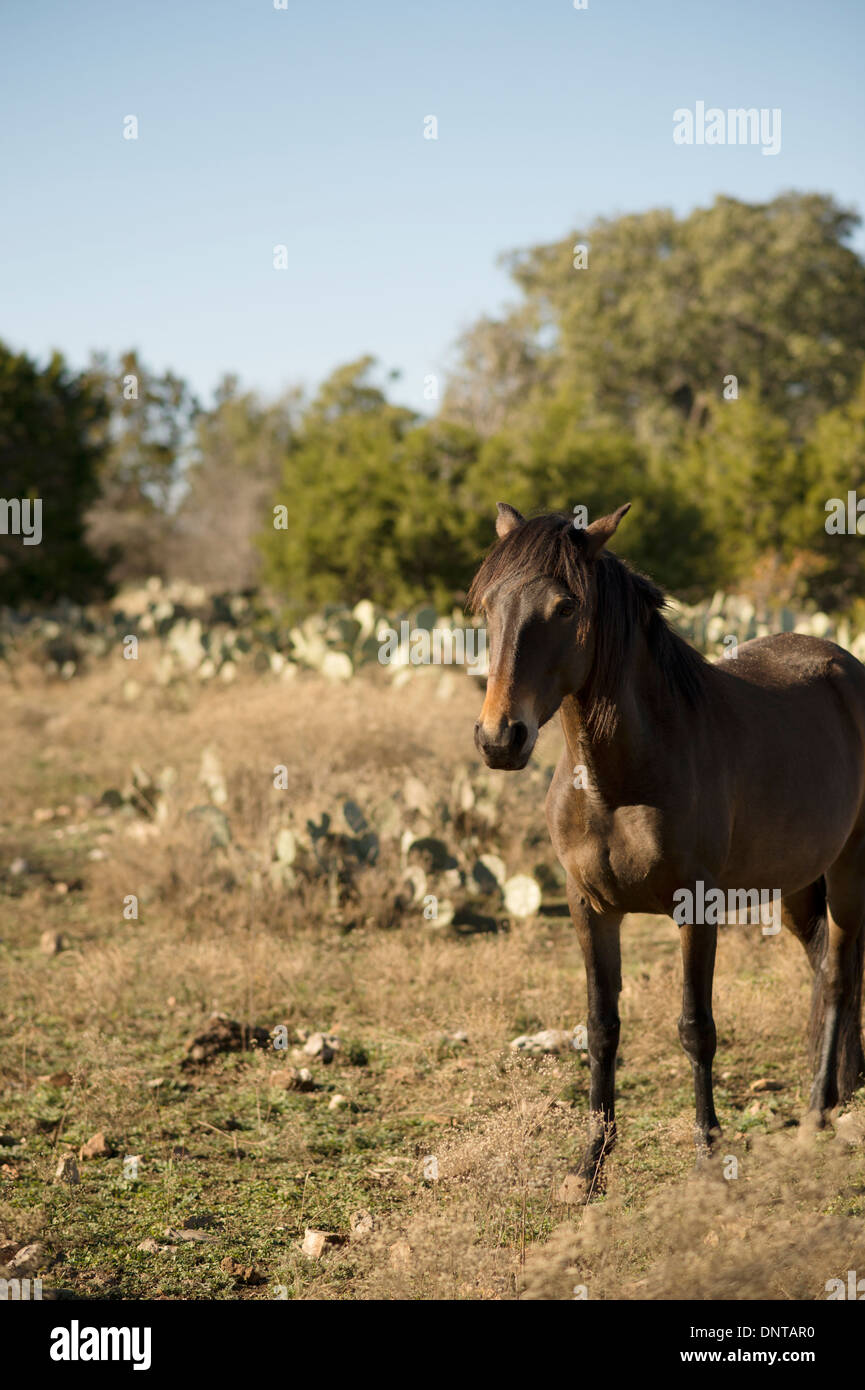 Texas landscape animal hi-res stock photography and images - Alamy