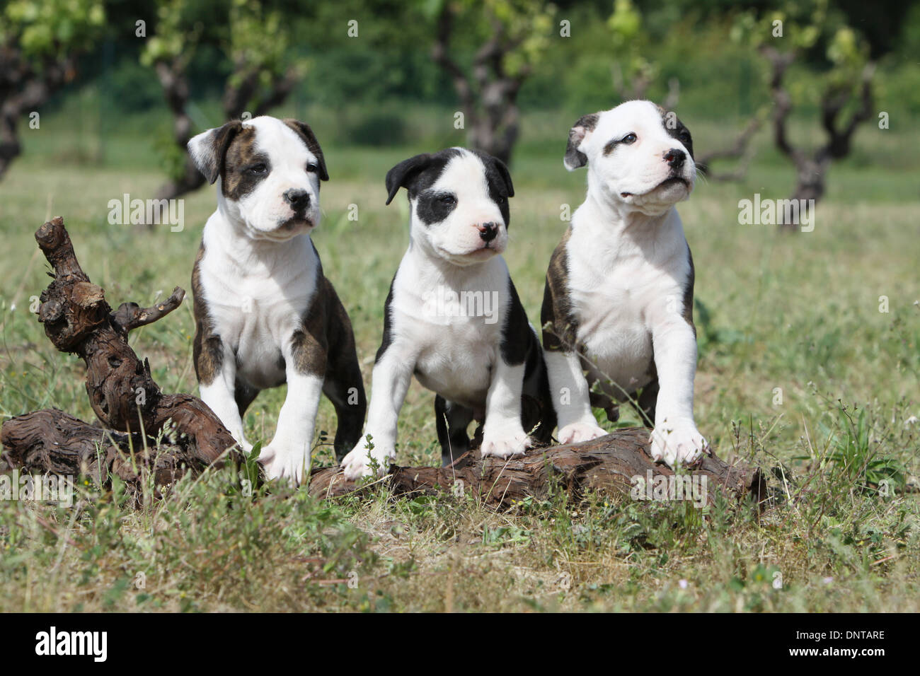 Dog American Staffordshire Terrier / Amstaff three puppies standing on ...