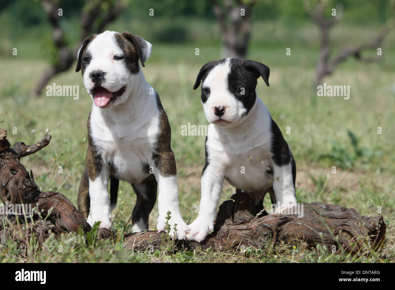 Dog American Staffordshire Terrier / Amstaff / two puppies standing in ...