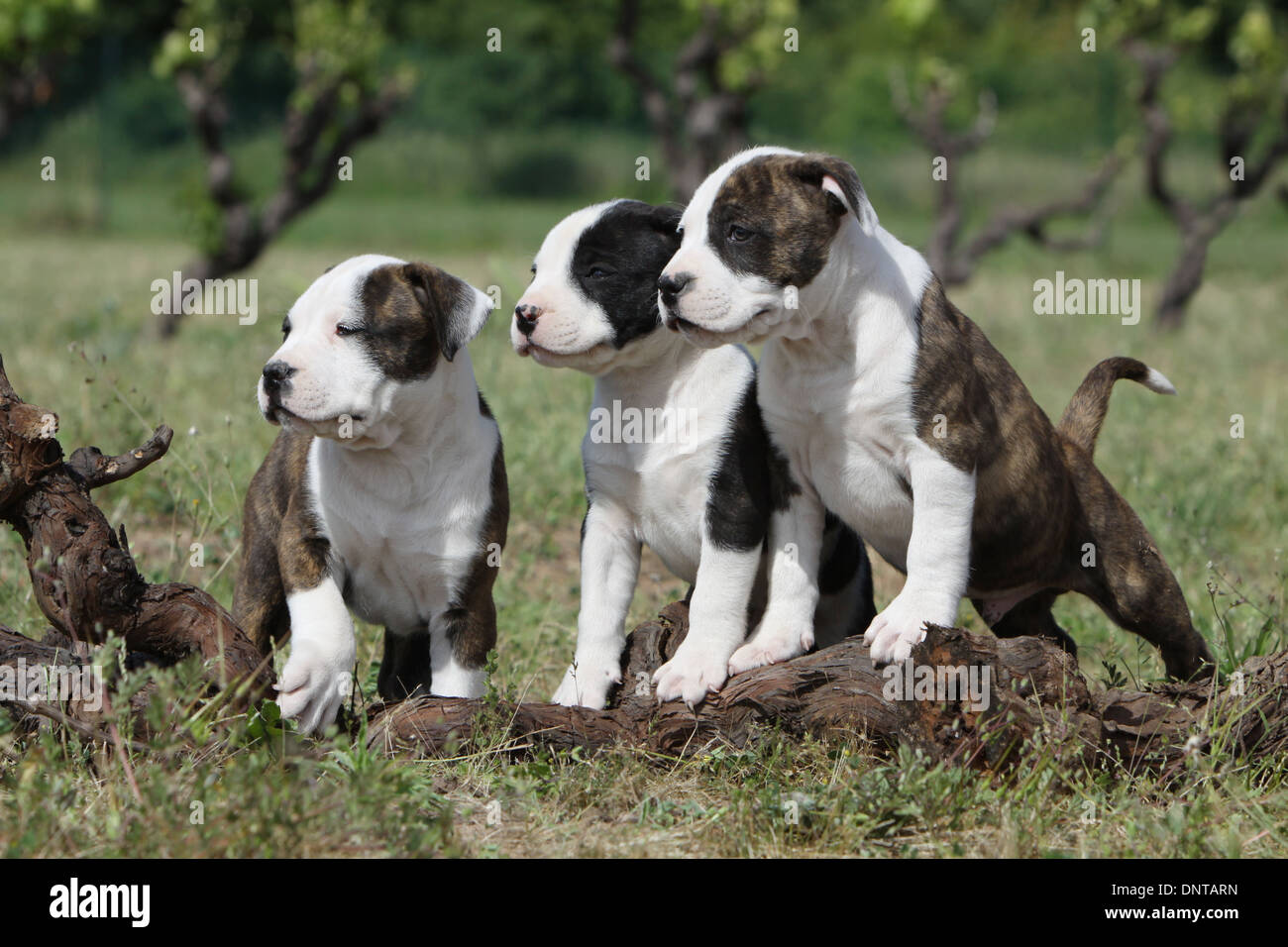 Dog American Staffordshire Terrier / Amstaff three puppies standing on ...