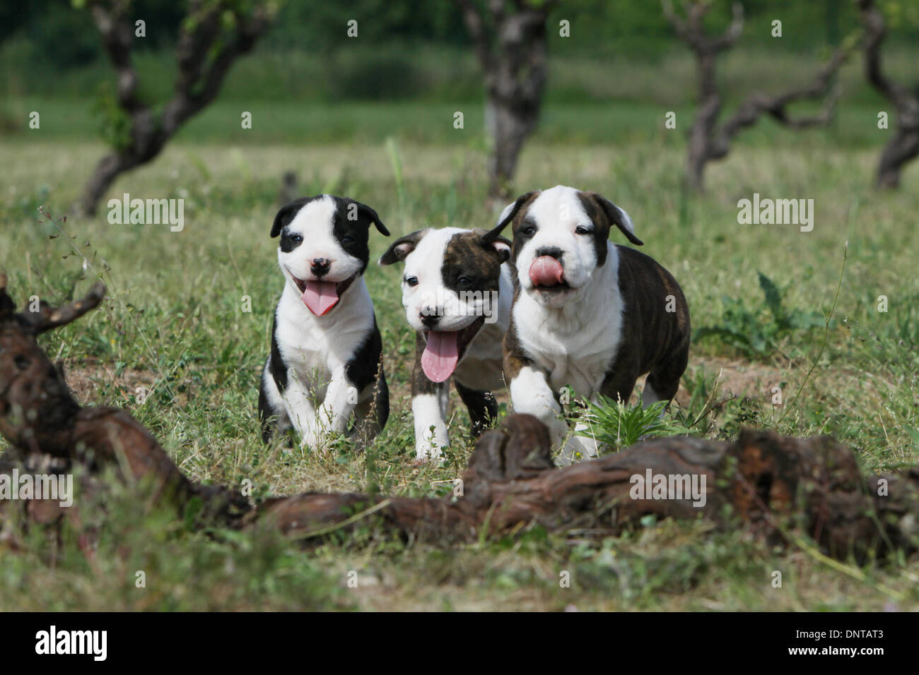 Dog American Staffordshire Terrier / Amstaff three puppies Stock Photo ...
