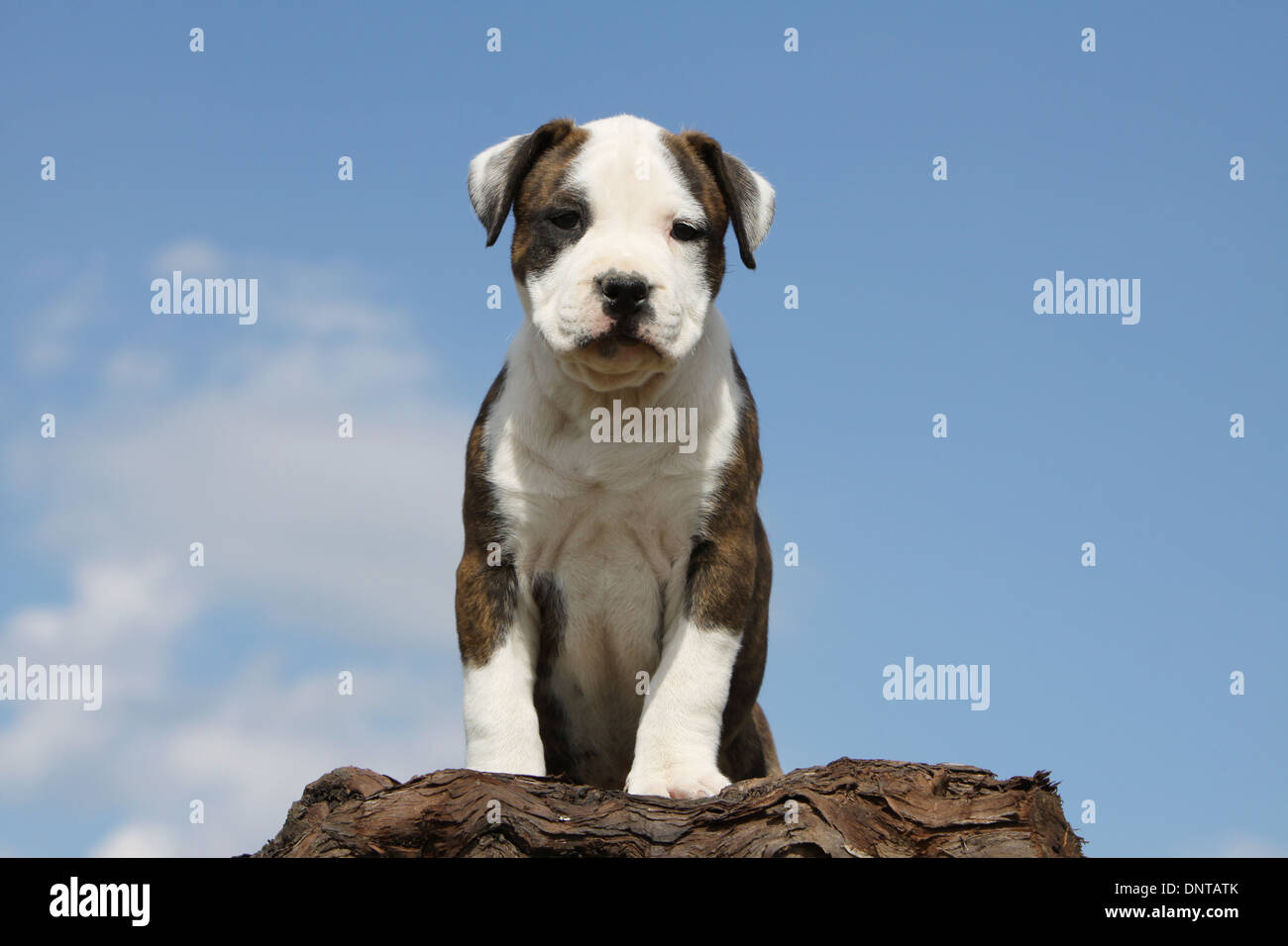 Cute blue staffordshire puppies hi-res stock photography and images - Alamy