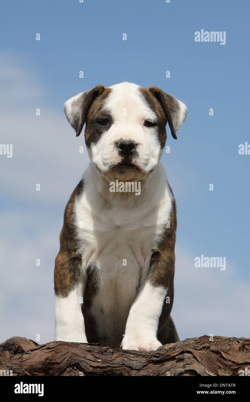 Cute blue staffordshire puppies hi-res stock photography and images - Alamy