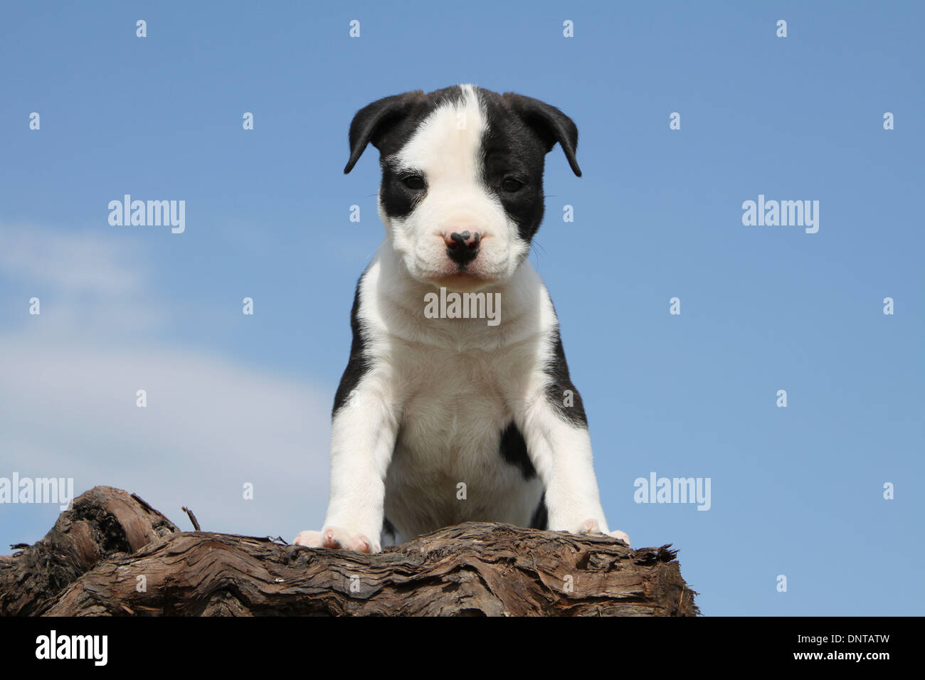Dog American Staffordshire Terrier / Amstaff / puppy sitting on a wood ...