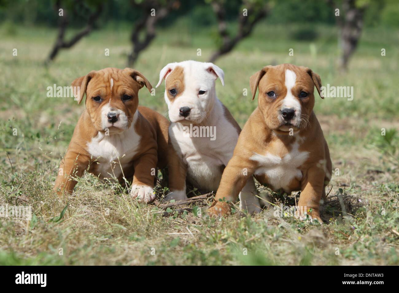Dog American Staffordshire Terrier / Amstaff three puppies sitting in a ...