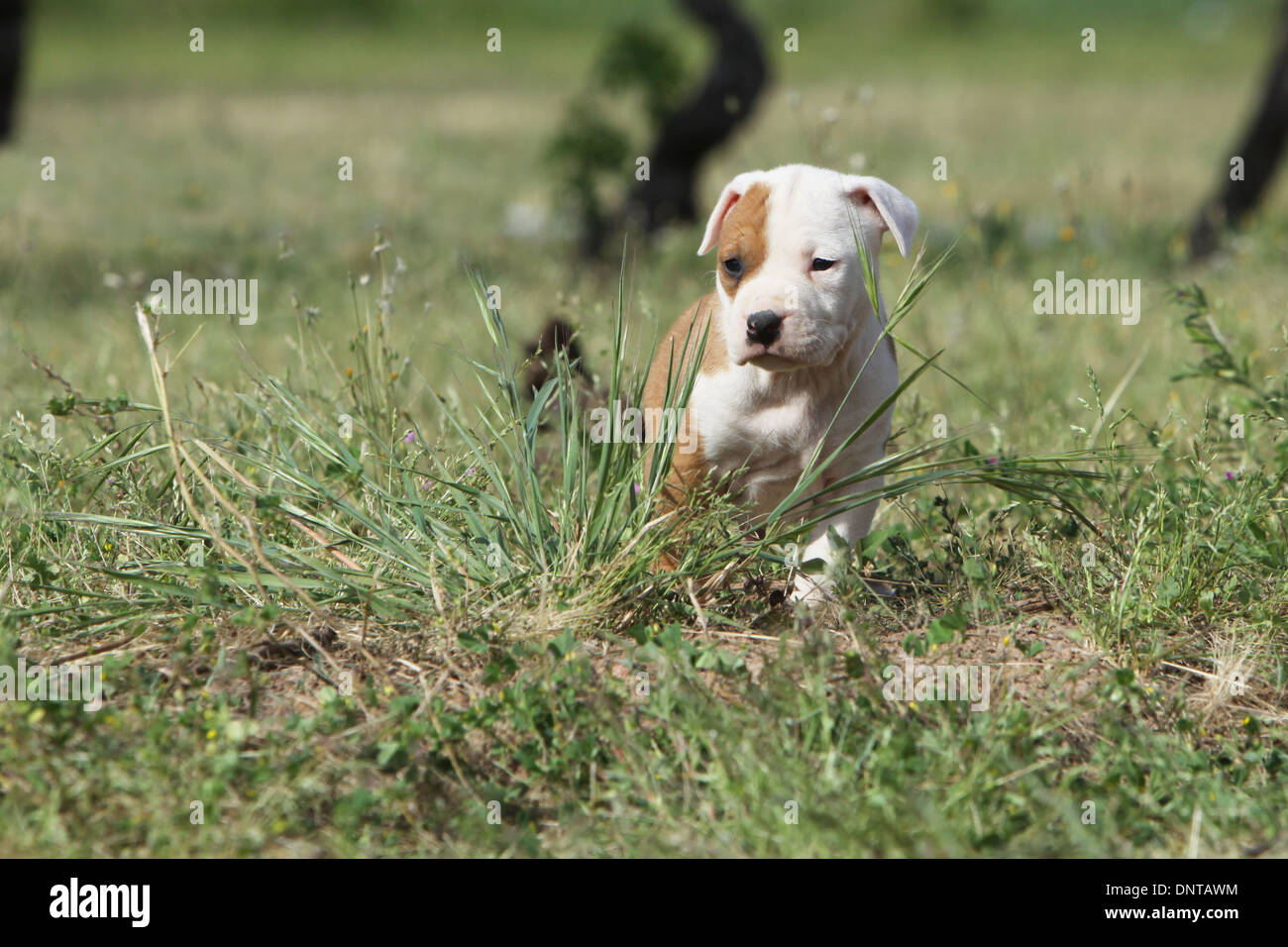 Dog American Staffordshire Terrier / Amstaff / puppy Stock Photo - Alamy