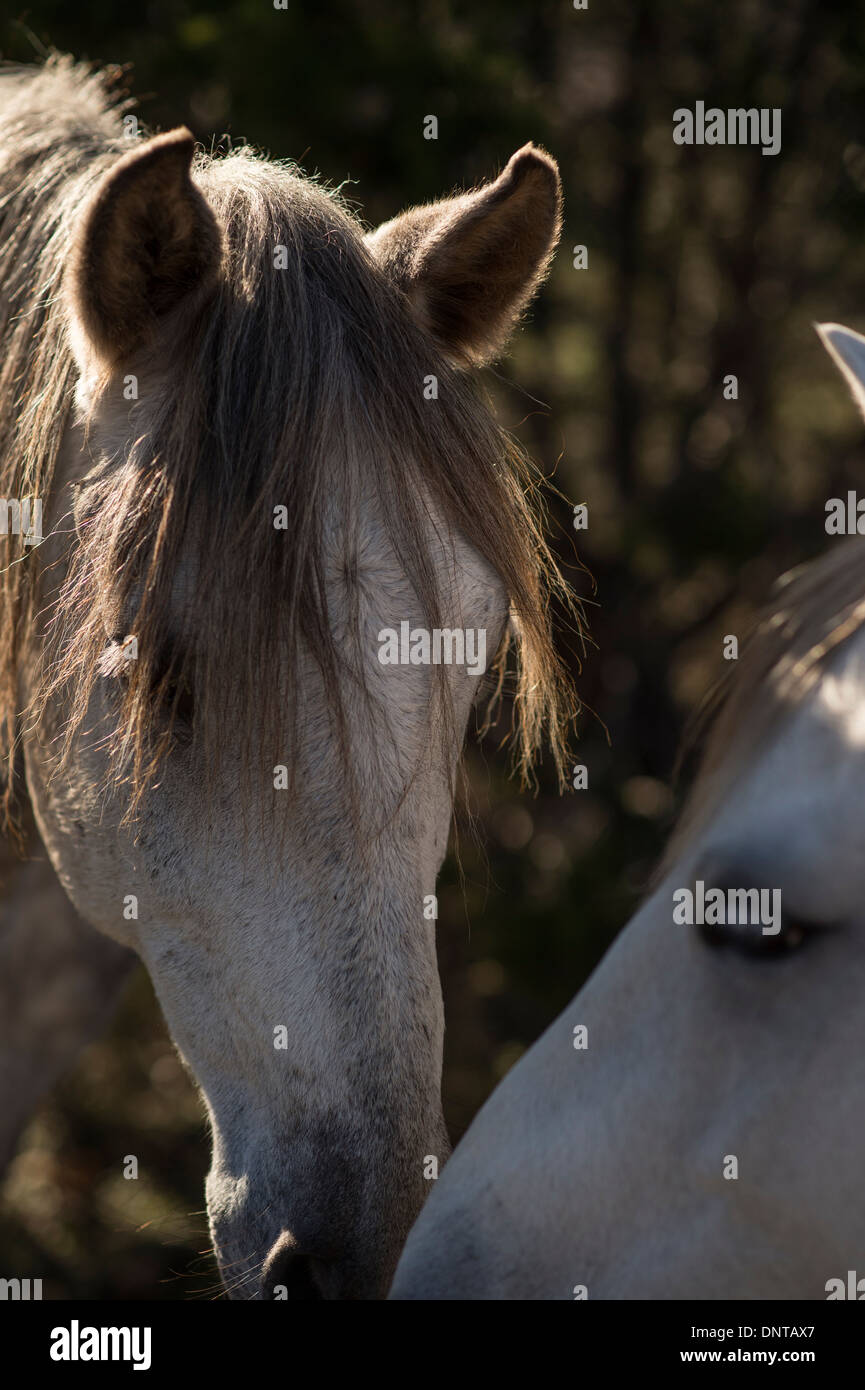 Texas horses outside Stock Photo - Alamy