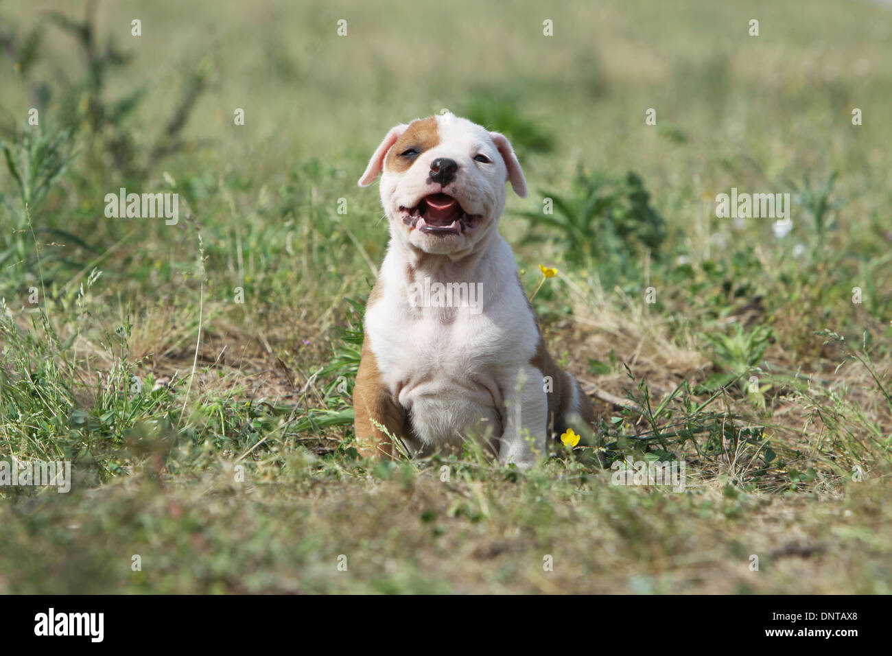 Dog American Staffordshire Terrier / Amstaff / puppy sitting in a ...