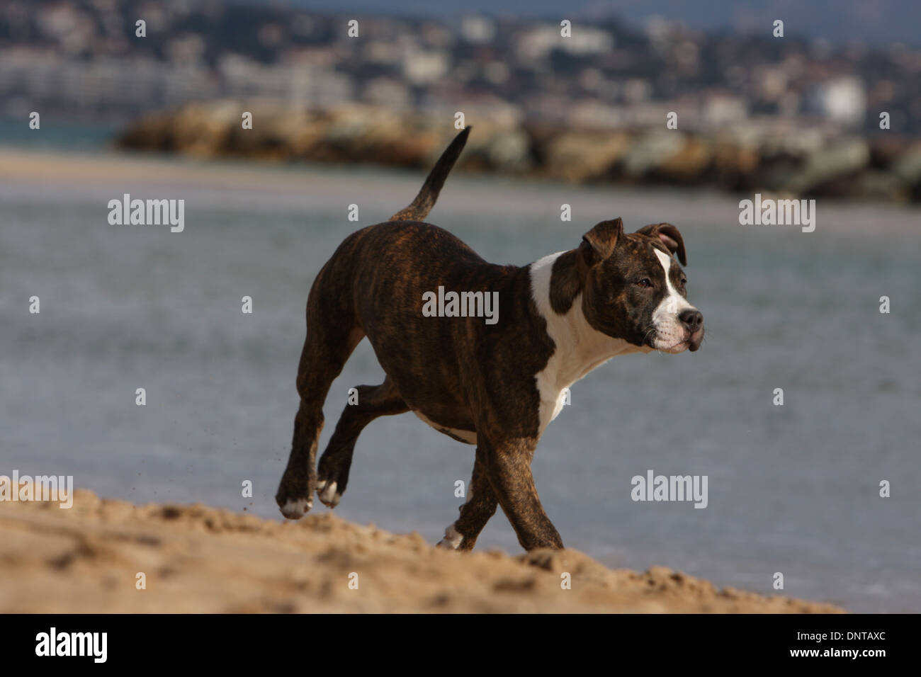 Dog American Staffordshire Terrier / Amstaff / puppy running in the ...