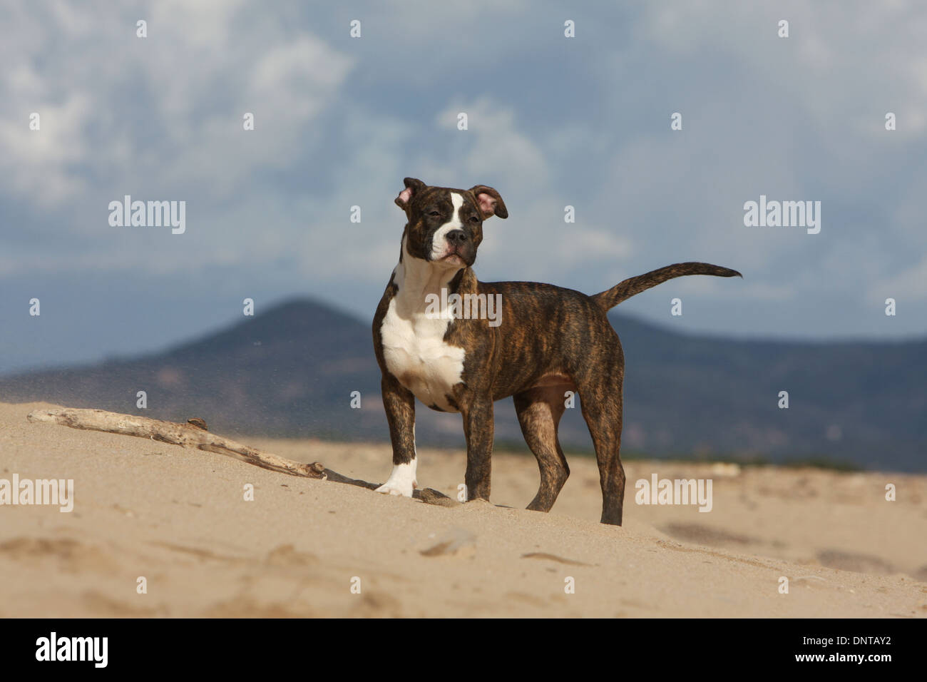 Dog American Staffordshire Terrier / Amstaff / puppy standing on the ...