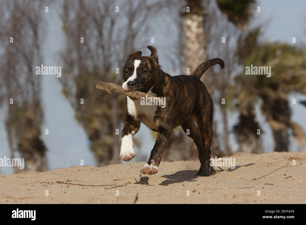 Dog American Staffordshire Terrier / Amstaff / puppy running with a ...