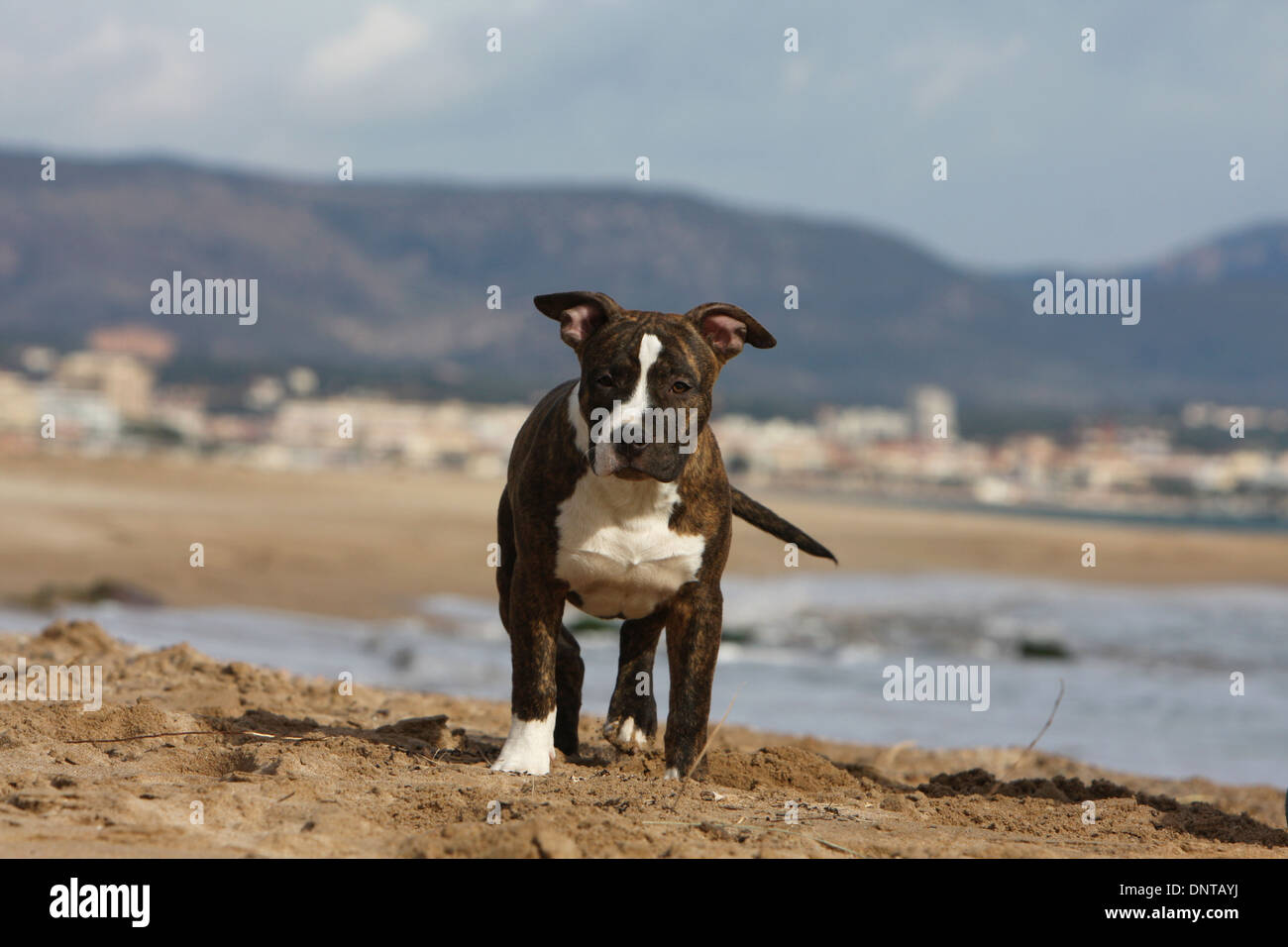 Dog American Staffordshire Terrier / Amstaff / puppy standing on the ...