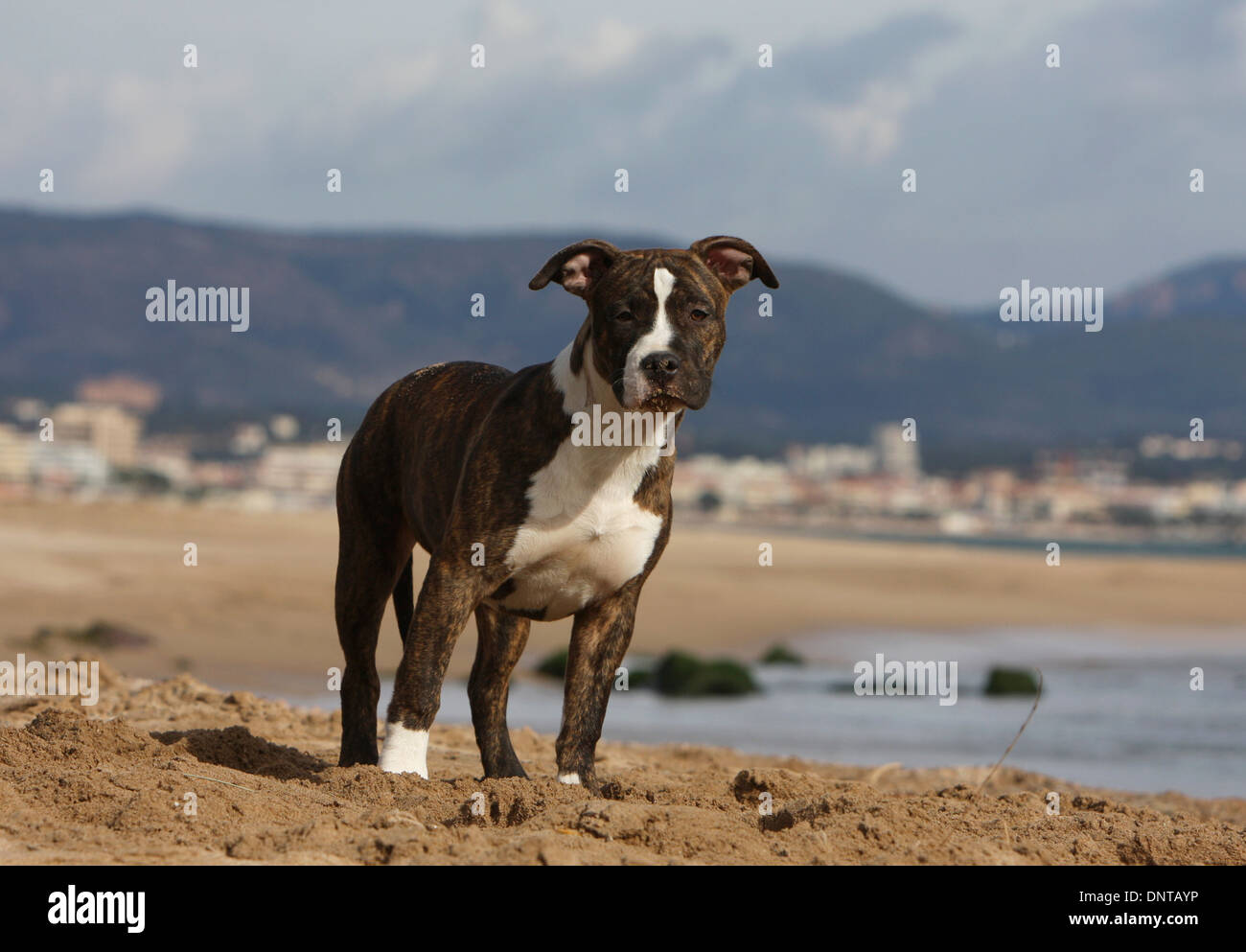 Dog American Staffordshire Terrier / Amstaff / puppy standing on the ...