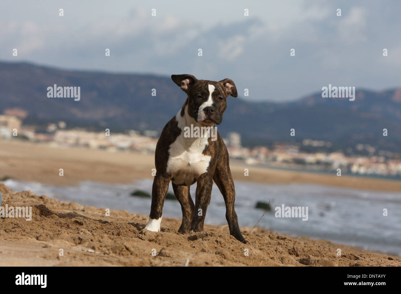Dog American Staffordshire Terrier / Amstaff / puppy standing on the ...