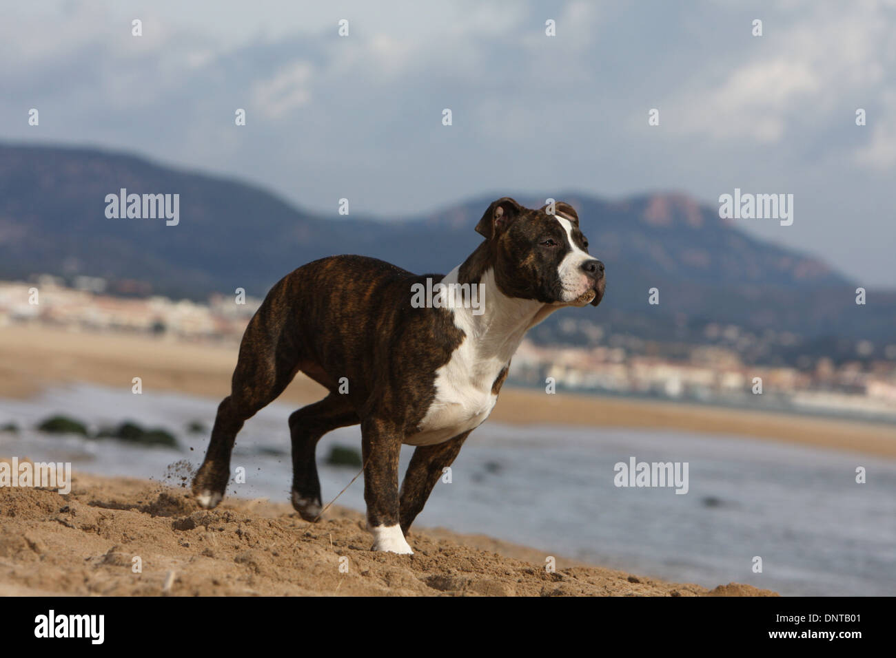 Dog American Staffordshire Terrier / Amstaff / puppy running on the ...