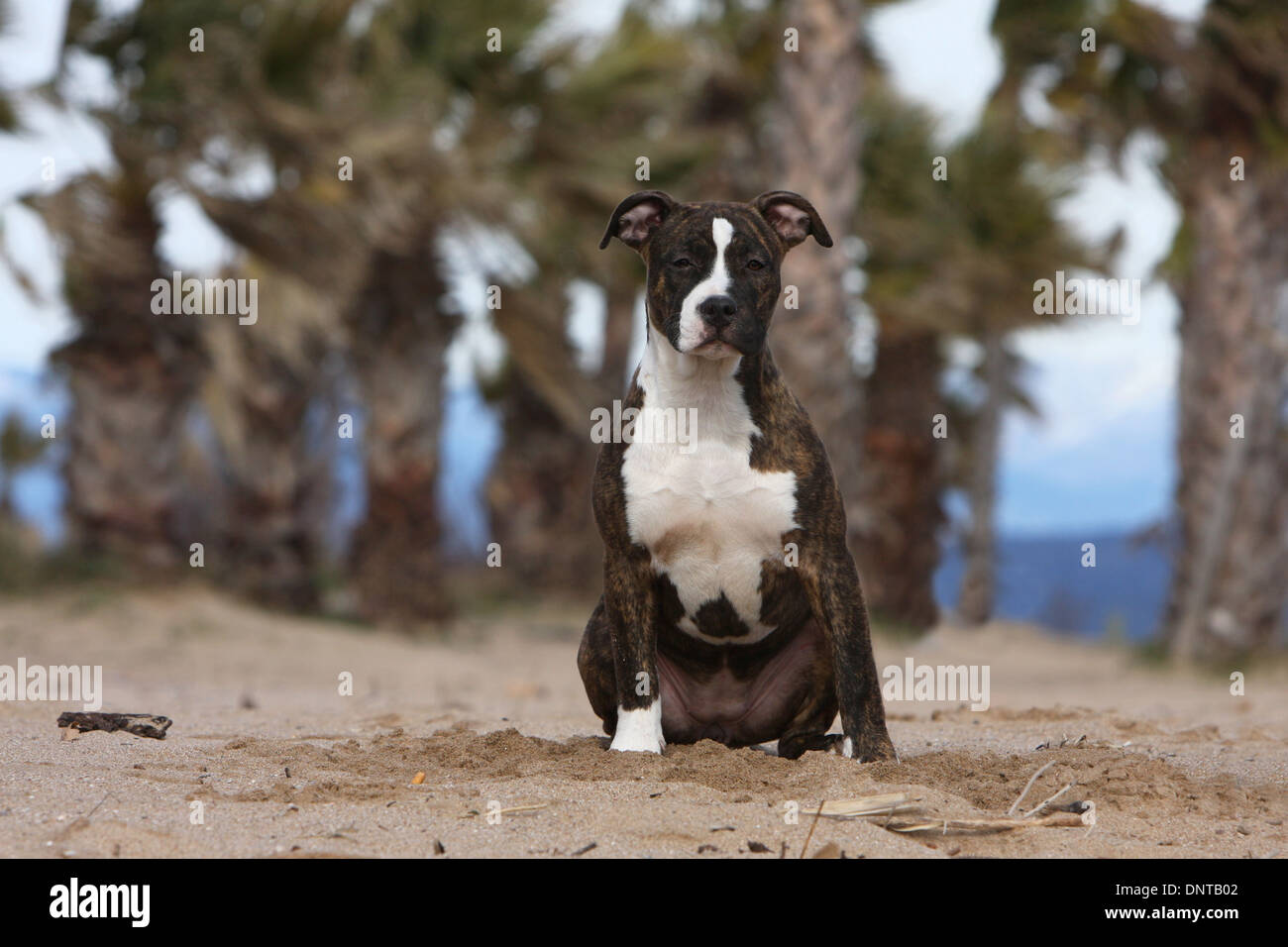 Dog American Staffordshire Terrier / Amstaff / puppy sitting on the ...