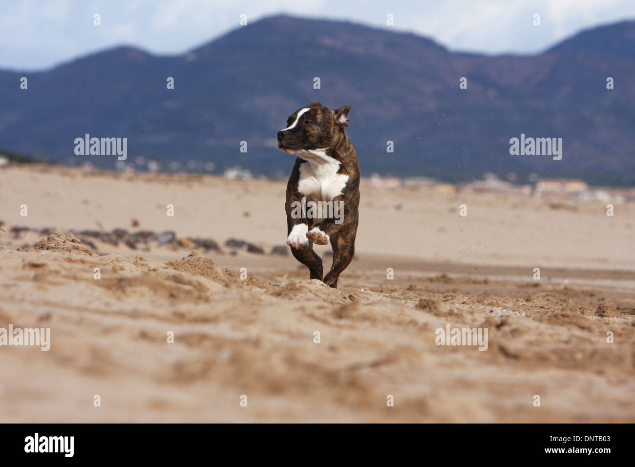 Dog American Staffordshire Terrier / Amstaff / puppy running in the ...