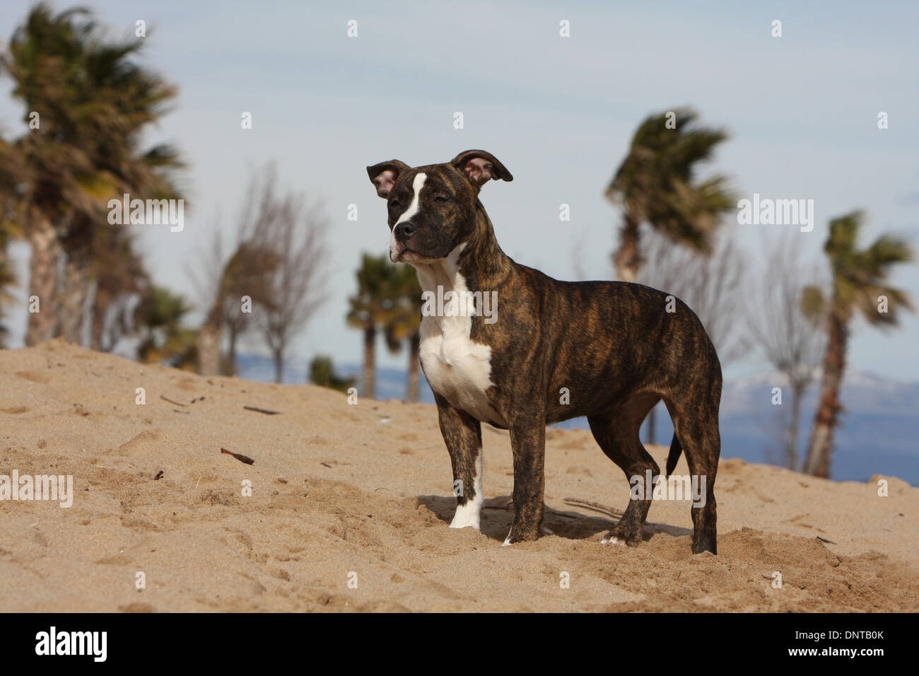 Dog American Staffordshire Terrier / Amstaff / puppy standing on the ...