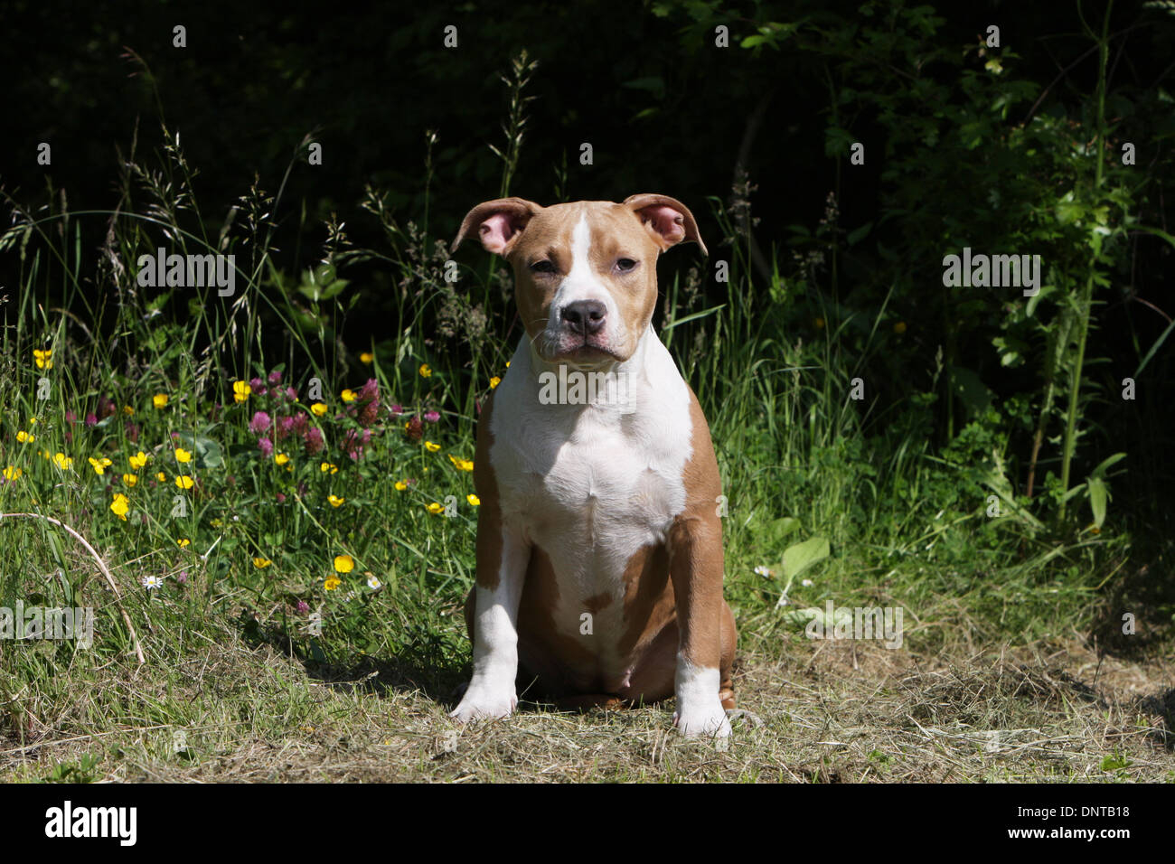 Dog American Staffordshire Terrier / Amstaff / puppy sitting in a ...