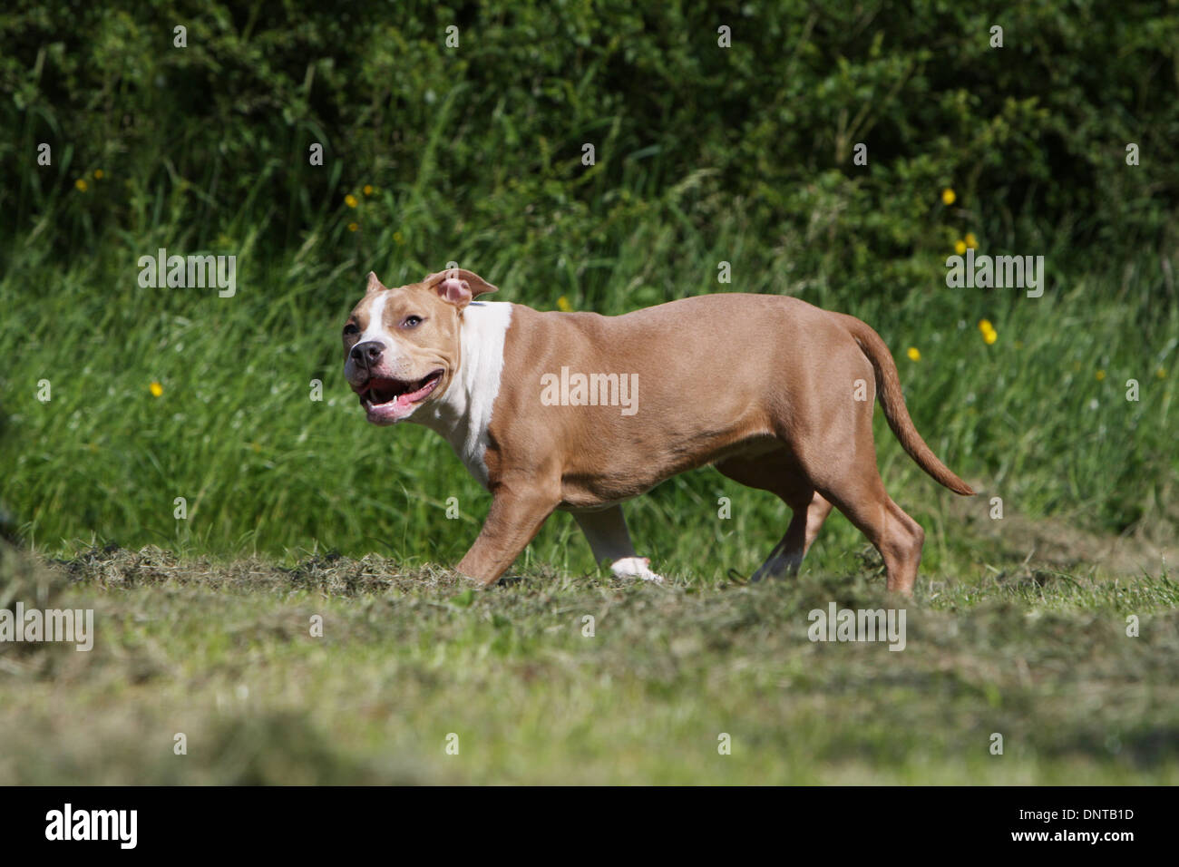 Dog American Staffordshire Terrier / Amstaff / adult running in a ...