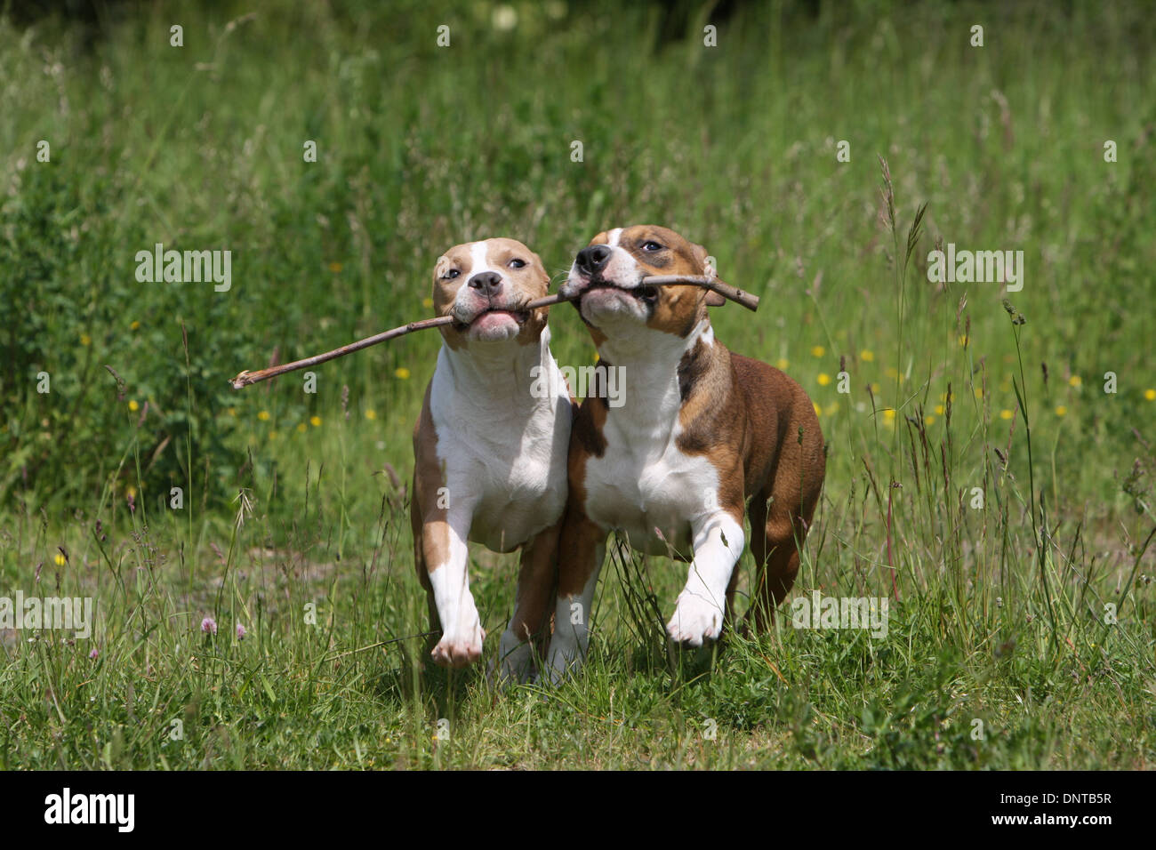 Dog American Staffordshire Terrier / Amstaff / two puppies playing with ...